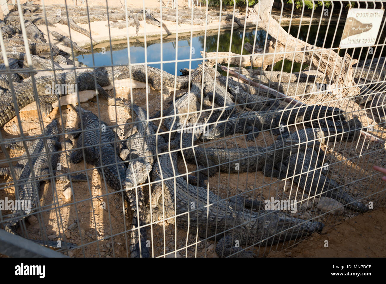 Crocoloco crocodile farm hi-res stock photography and images - Alamy