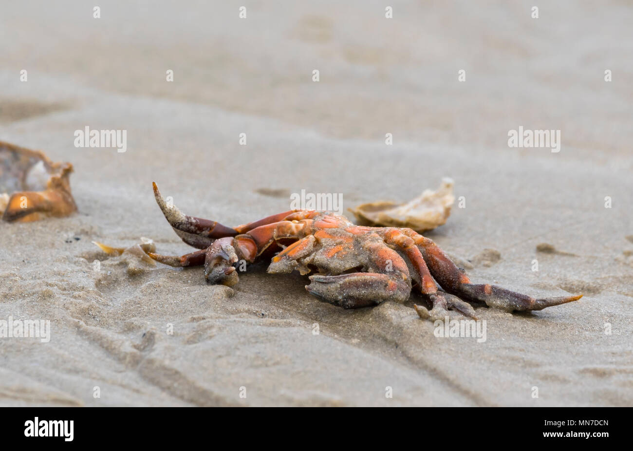 Crab on sand on a beach in Spring in the UK. POSSIBLY European Green ...