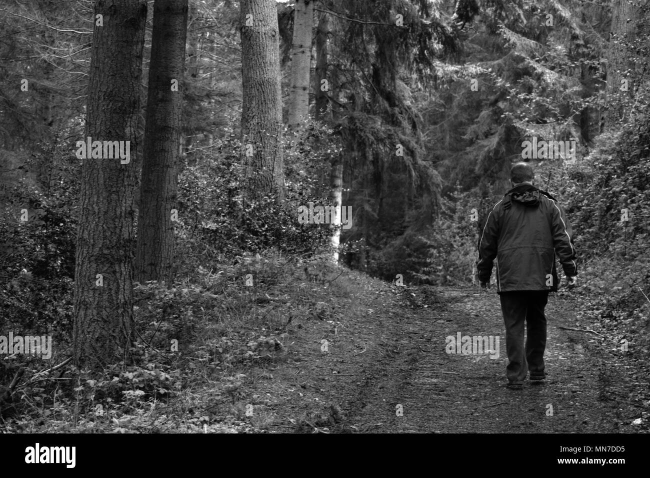 Lone man walking in the woods Stock Photo - Alamy
