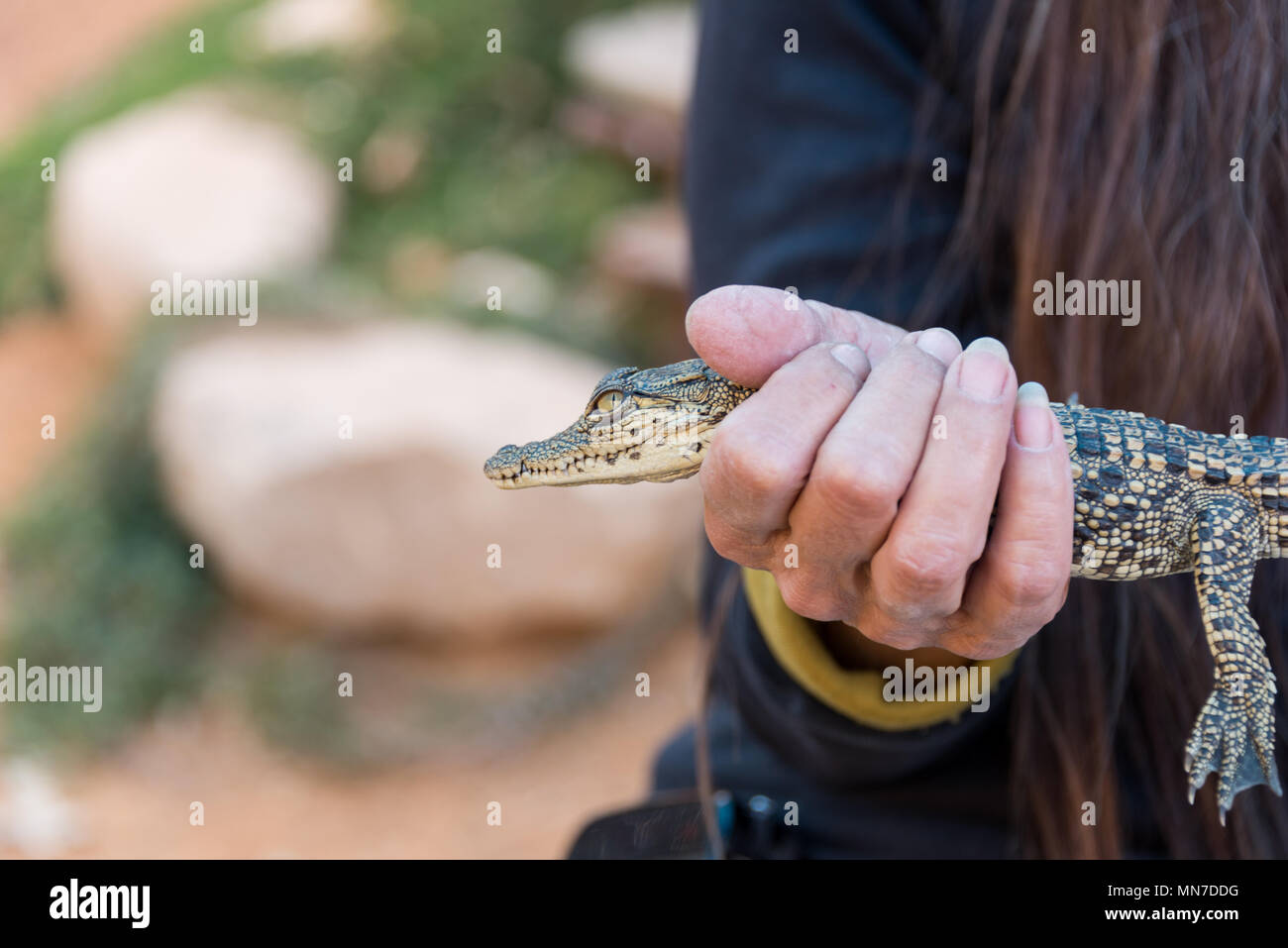 At Crocoloco Crocodile Farm, Israel Stock Photo - Alamy