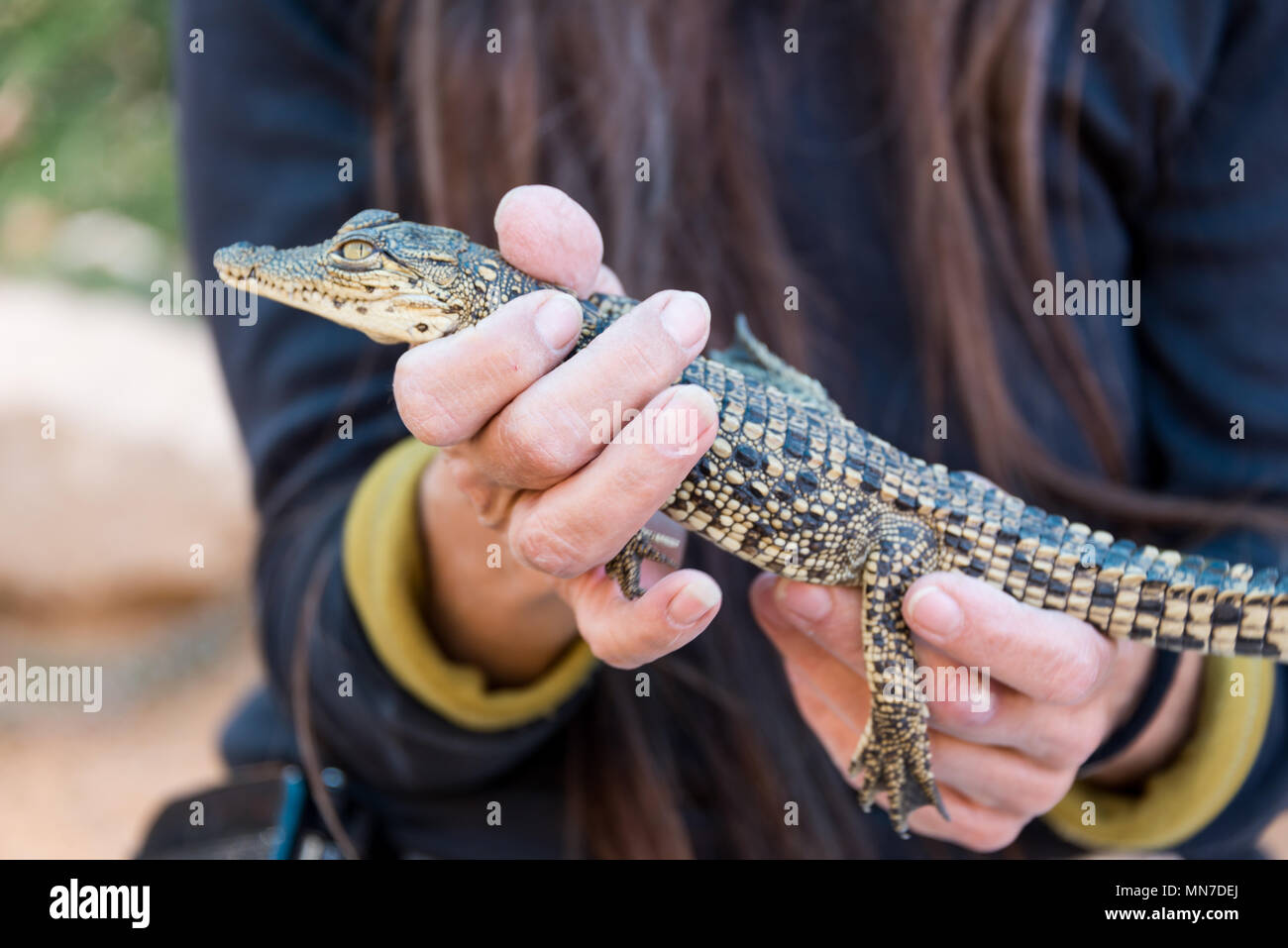 Crocoloco hi-res stock photography and images - Alamy