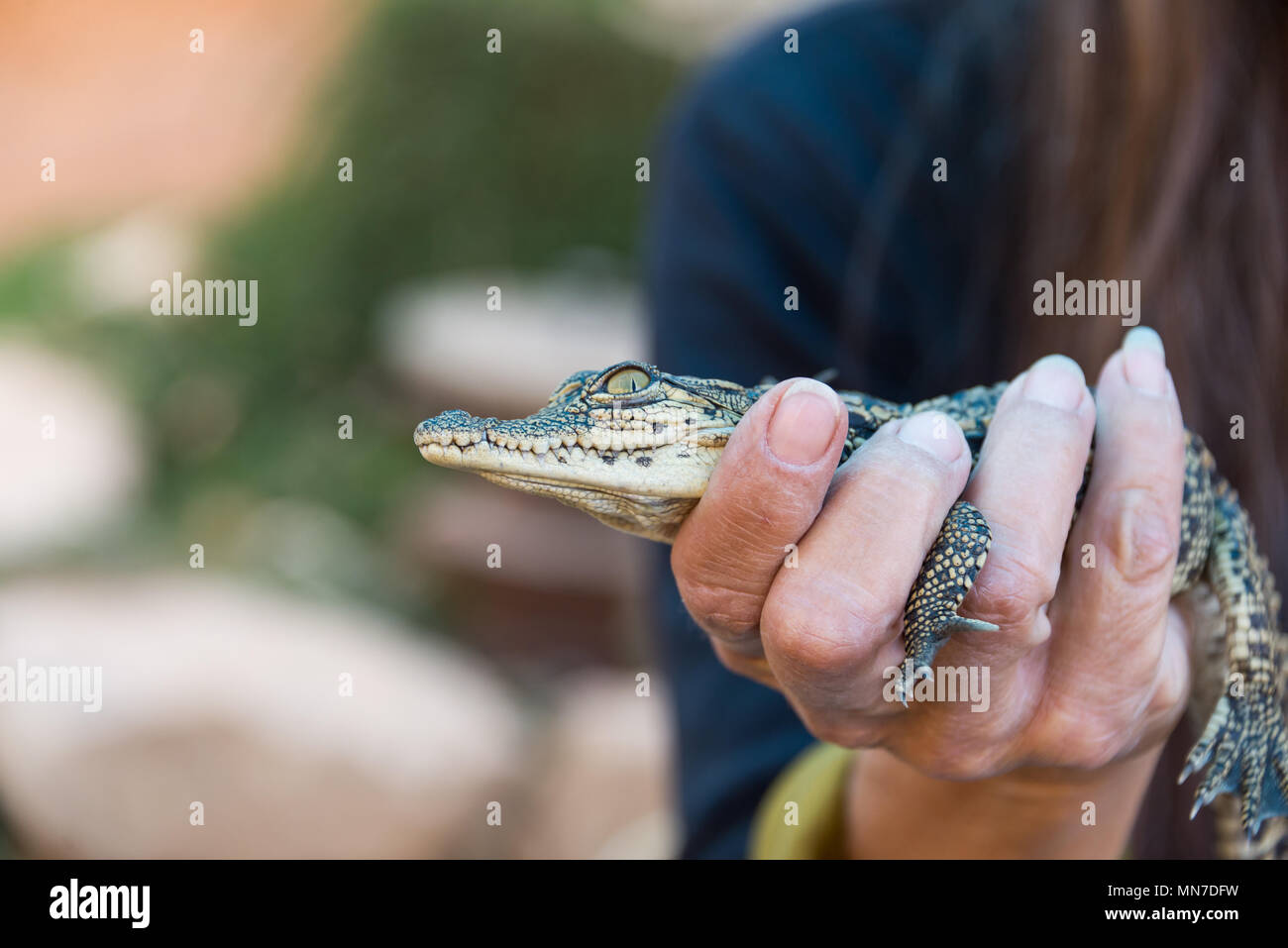 Nile crocodile baby hi-res stock photography and images - Alamy