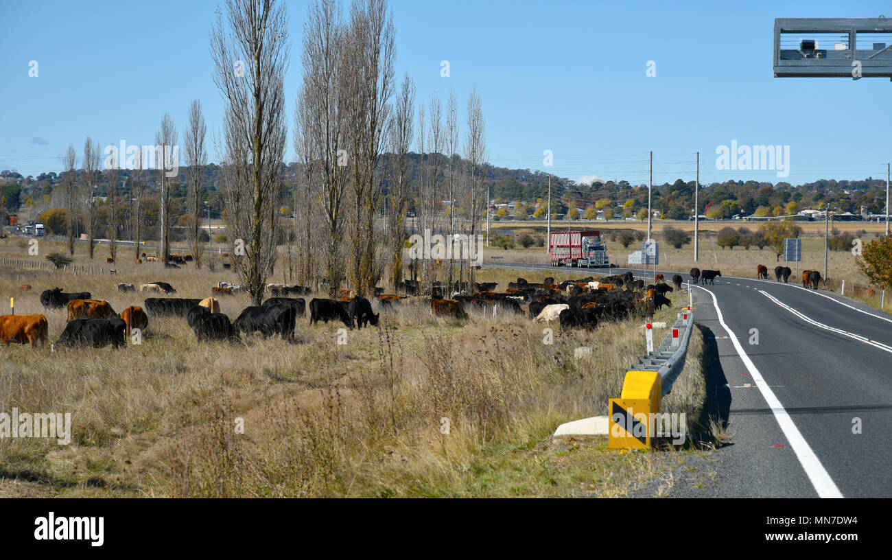 Starving Cattle Stock Photos & Starving Cattle Stock Images - Alamy