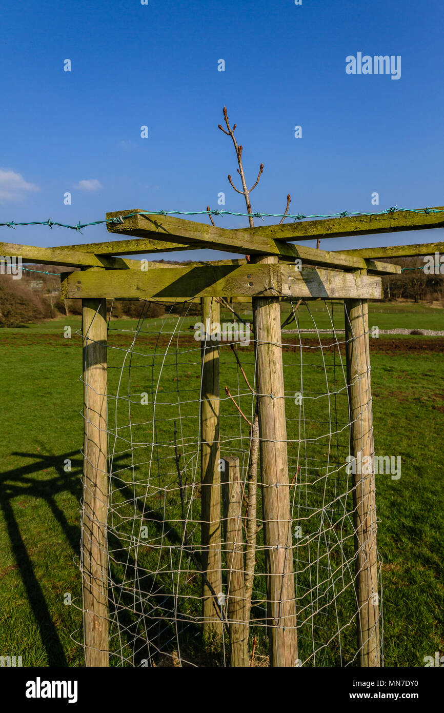 Newly planted tree hi-res stock photography and images - Alamy
