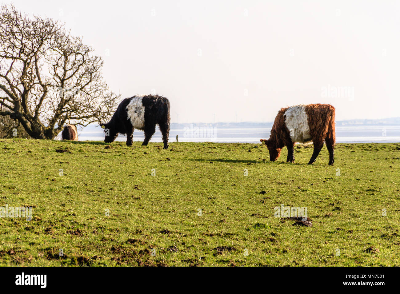 Red Belted Galloway Cattle