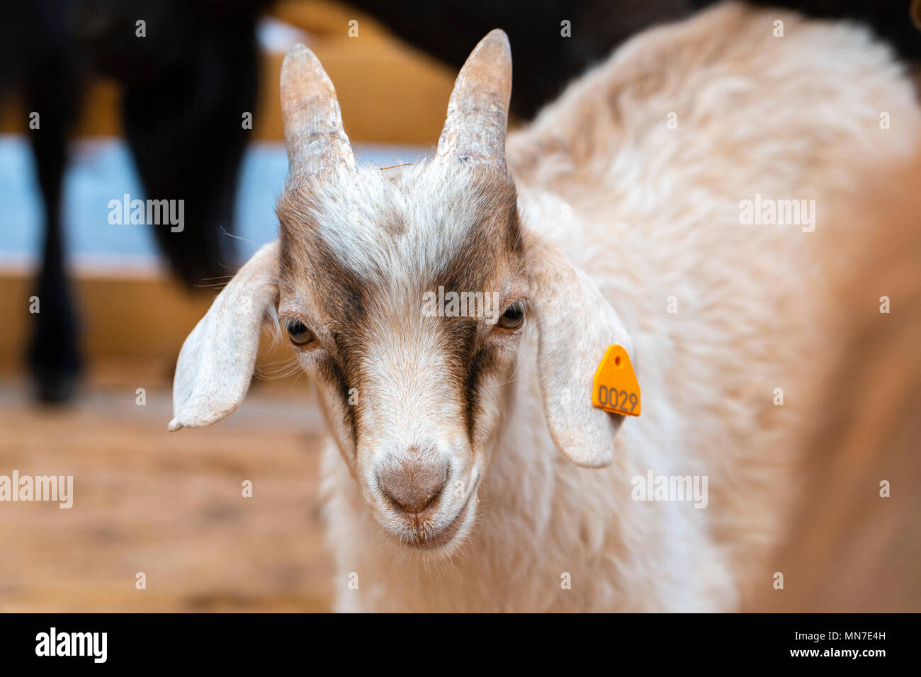 Goateatinggrass hi-res stock photography and images - Alamy