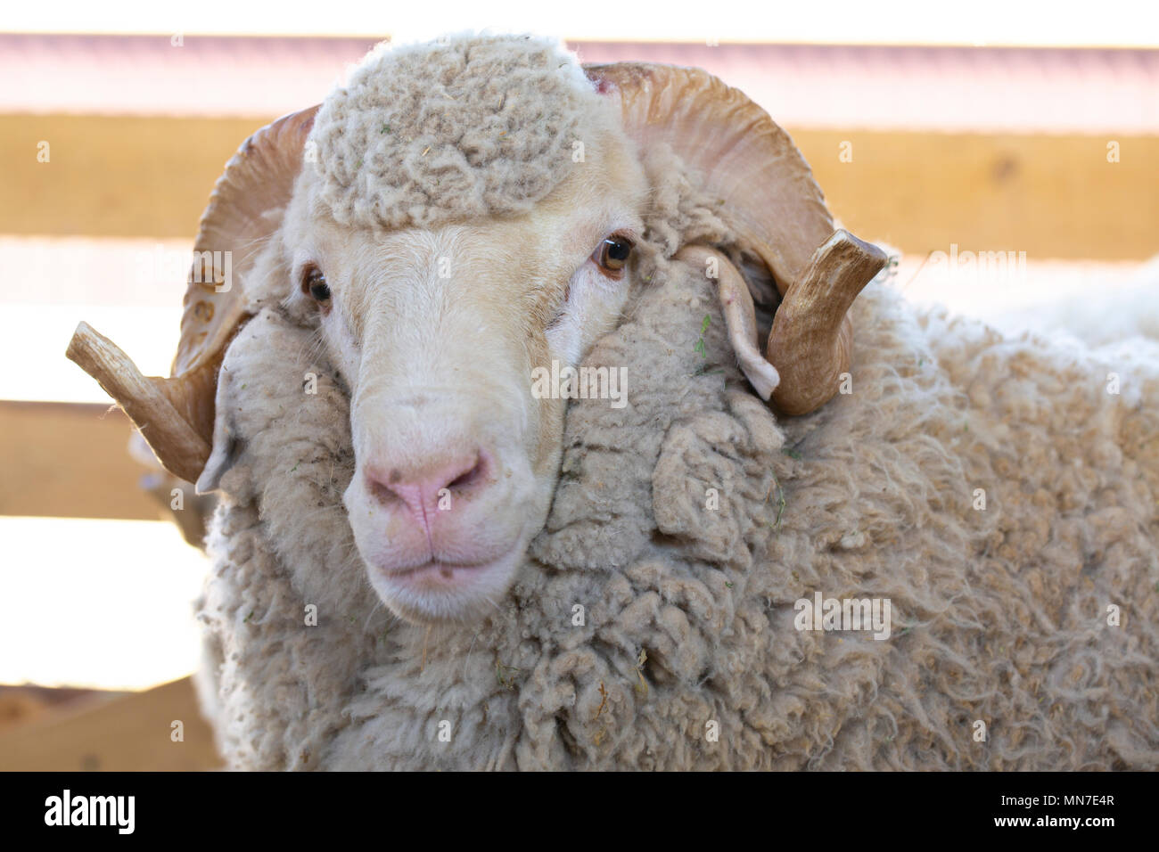 Tribal breed of sheep. The concept of livestock Stock Photo - Alamy