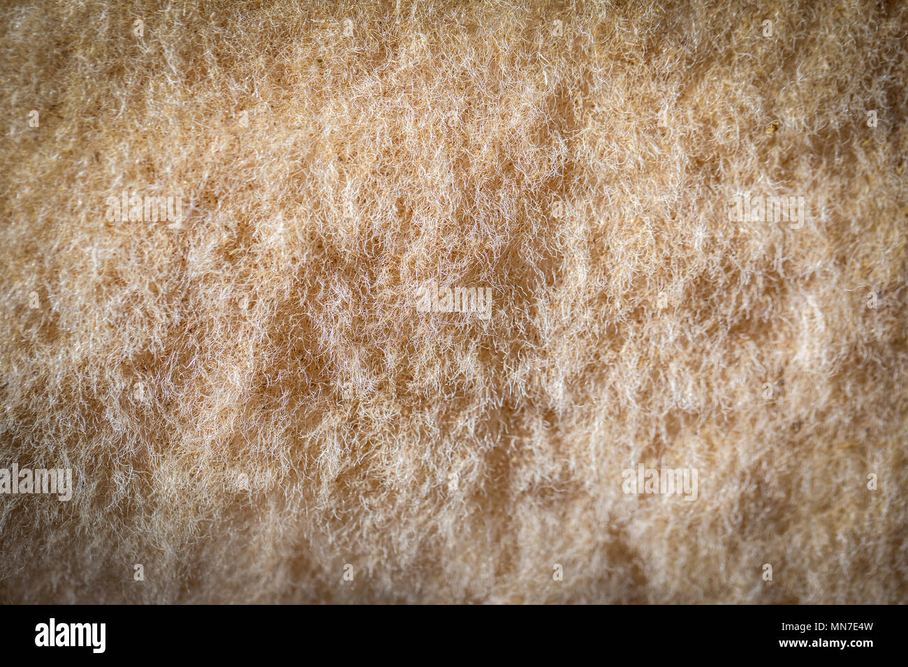 Woolly sheepskin hi-res stock photography and images - Alamy