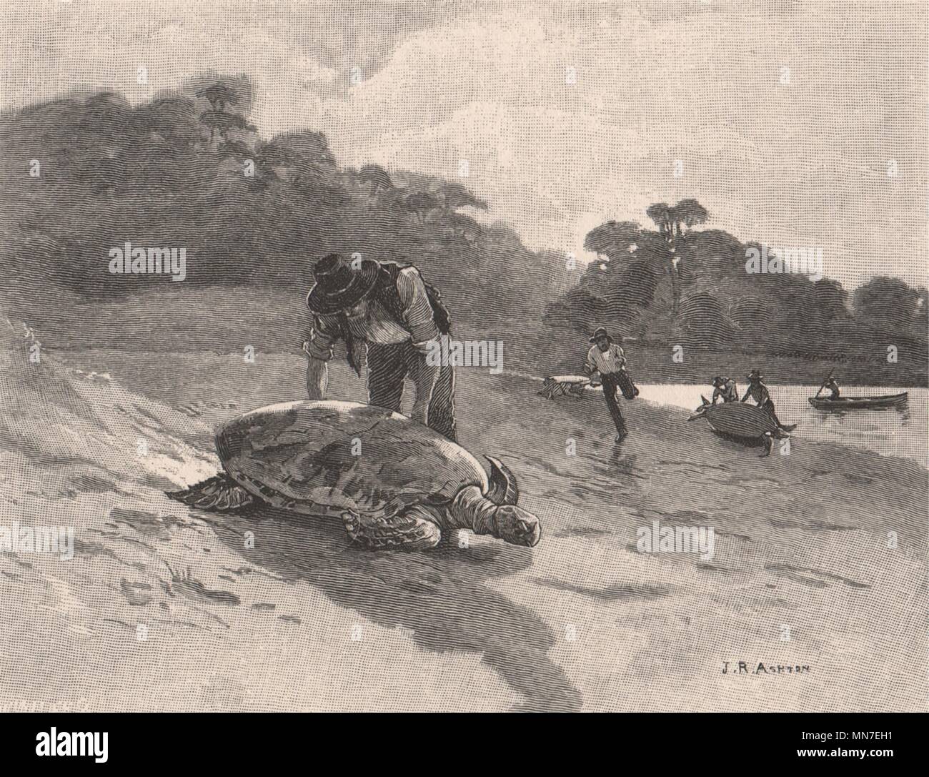 Turtle catching hi-res stock photography and images - Alamy