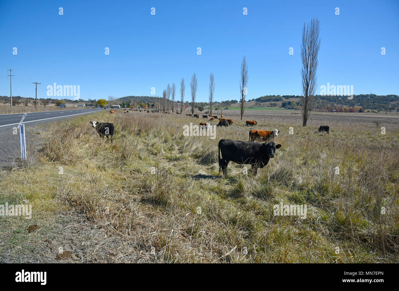 Starving cattle hi-res stock photography and images - Alamy
