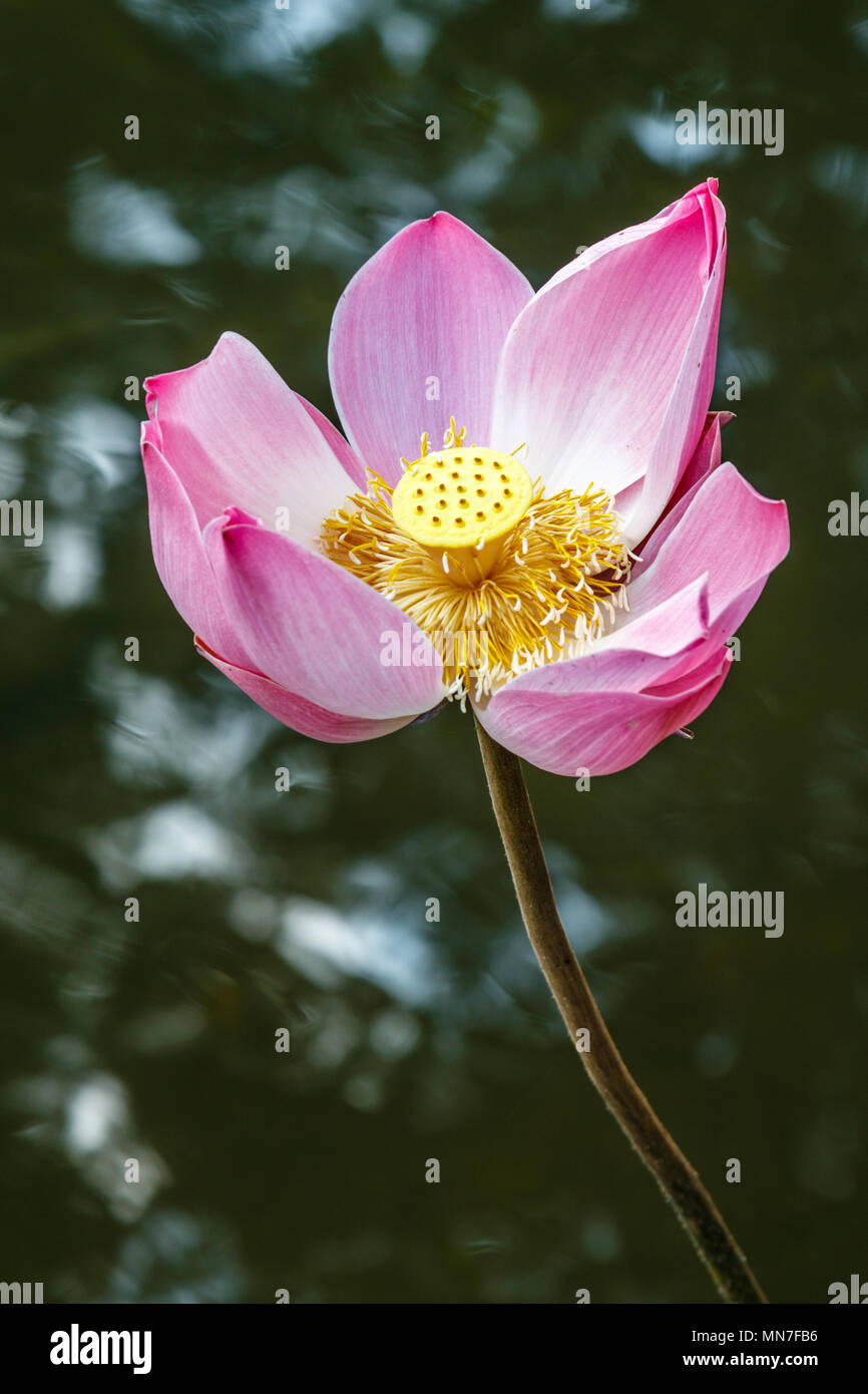 Blooming Wild Lotus Flower, Bali Island, Indonesia. Vertical image ...