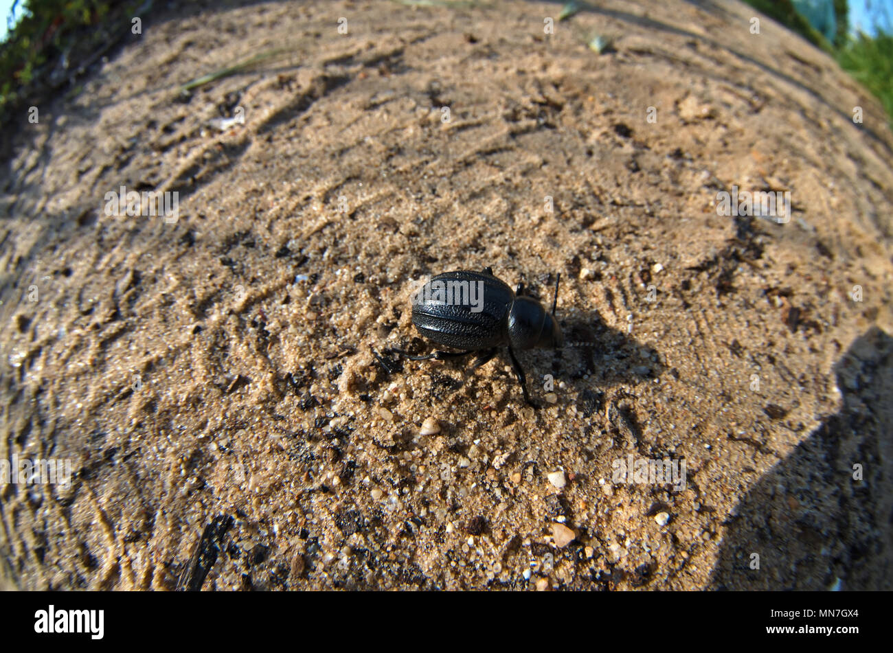 Black beetle scarab Stock Photo - Alamy