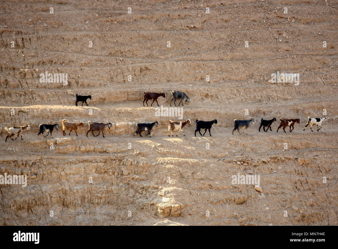 Israel Goats High Resolution Stock Photography and Images - Alamy
