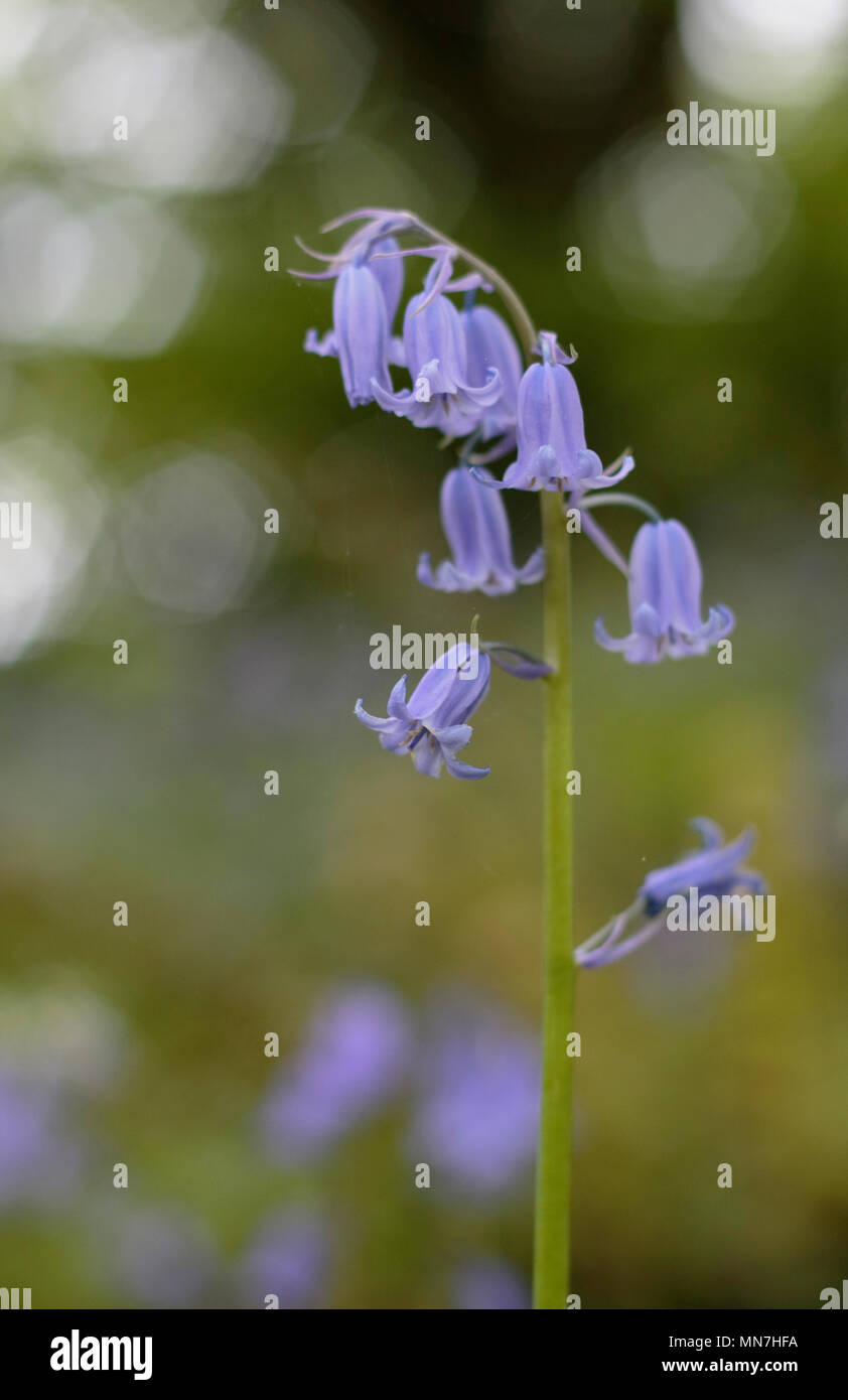 Woodland blue bells native flower hi-res stock photography and images ...