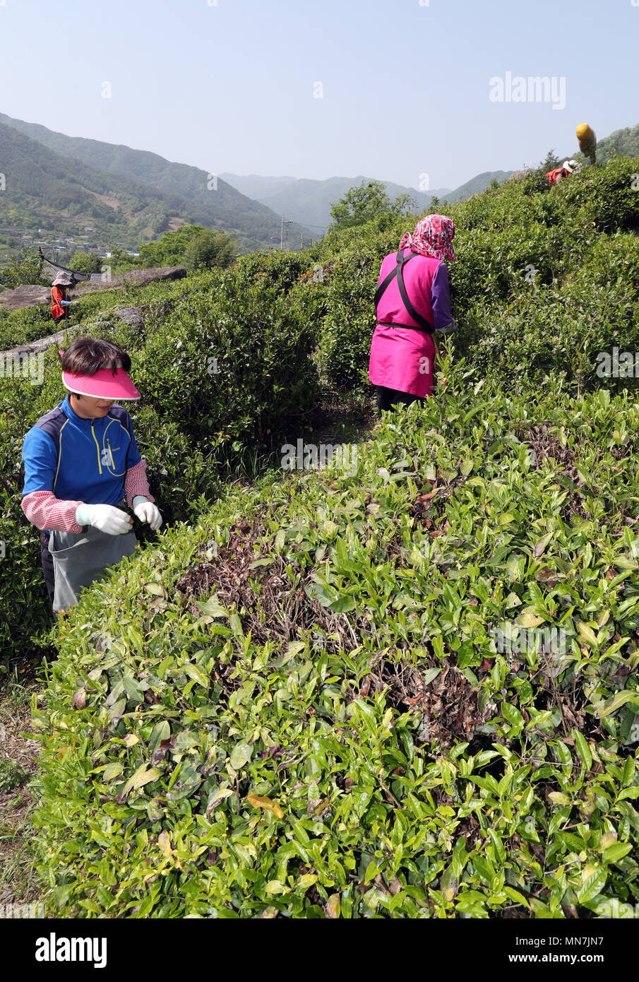 15th May, 2018. Harvesting wild tea Women collect wild tea at a field ...
