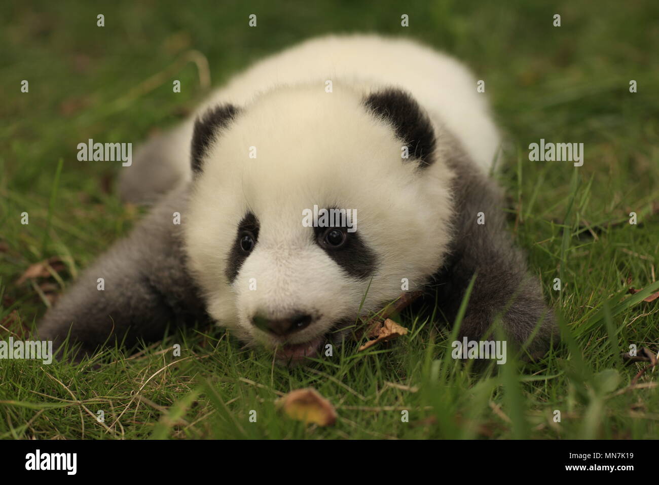 Chengdu, Chengdu, China. 14th May, 2018. Chengdu, CHINA-14th May 2018 ...