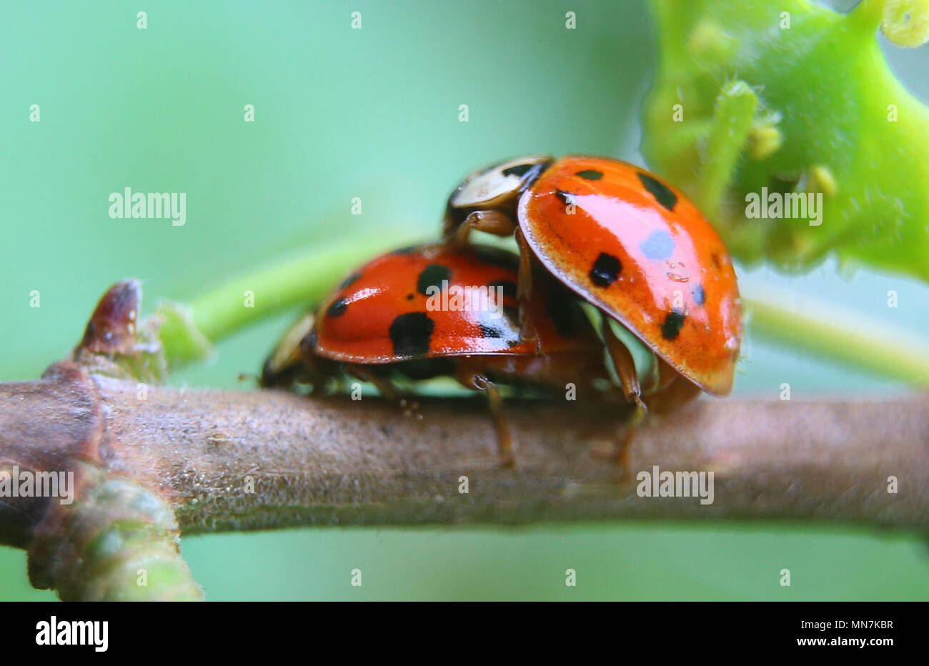 14 May 2018, Germany, Denklingen: Two ladybugs mating on a branch ...