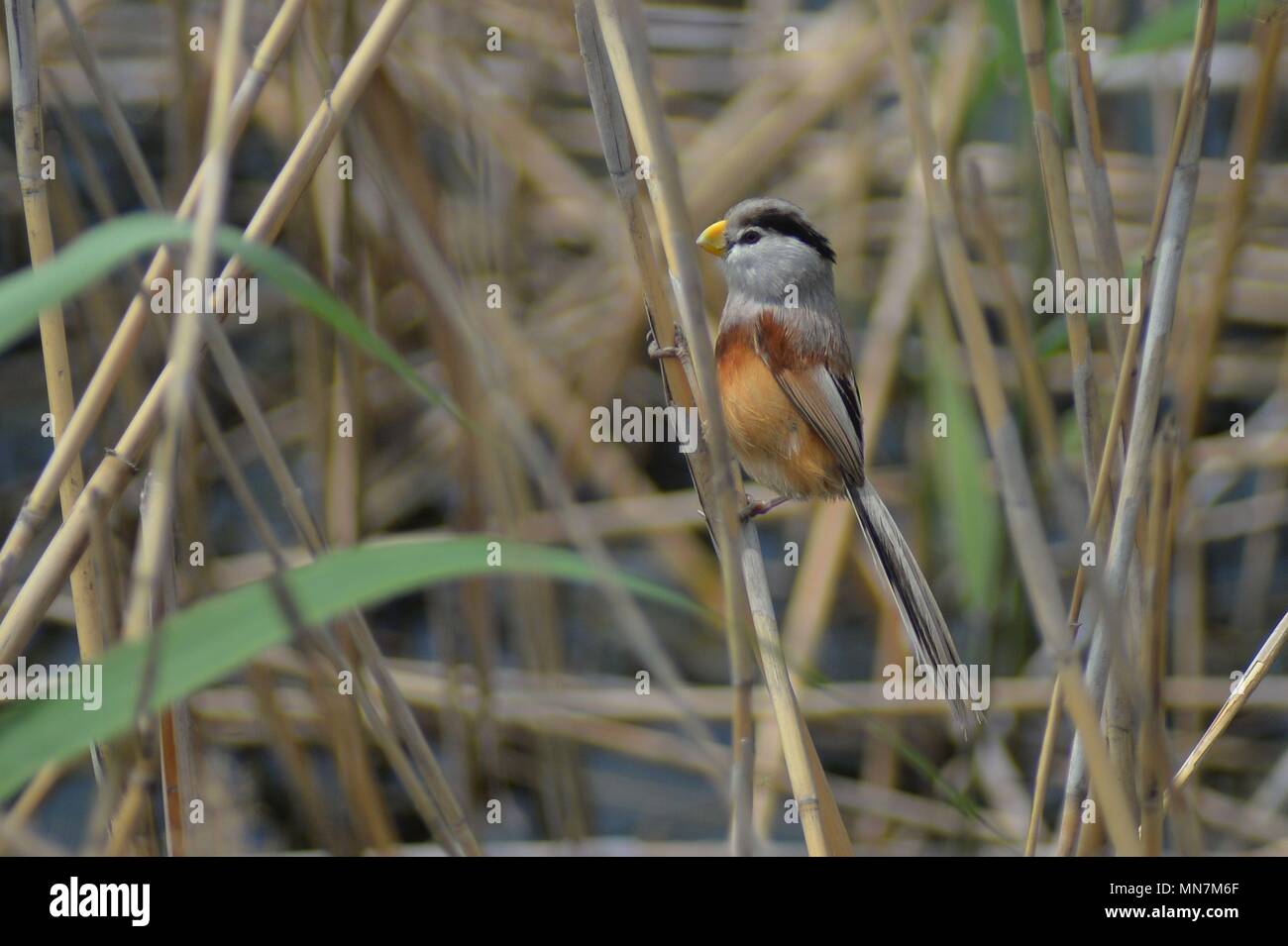 Reed parrotbill hi-res stock photography and images - Alamy