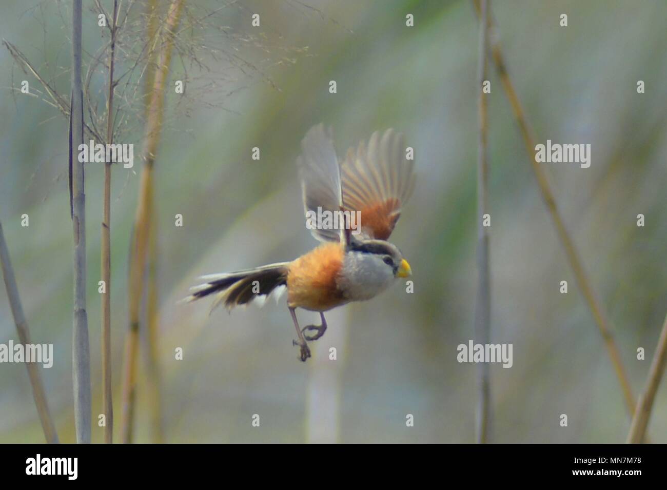 Reed parrotbill hi-res stock photography and images - Alamy
