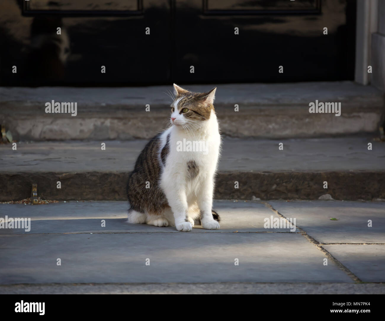 London, UK. 15th May, 2018.Larry the cat sits outside number 10 Downing ...