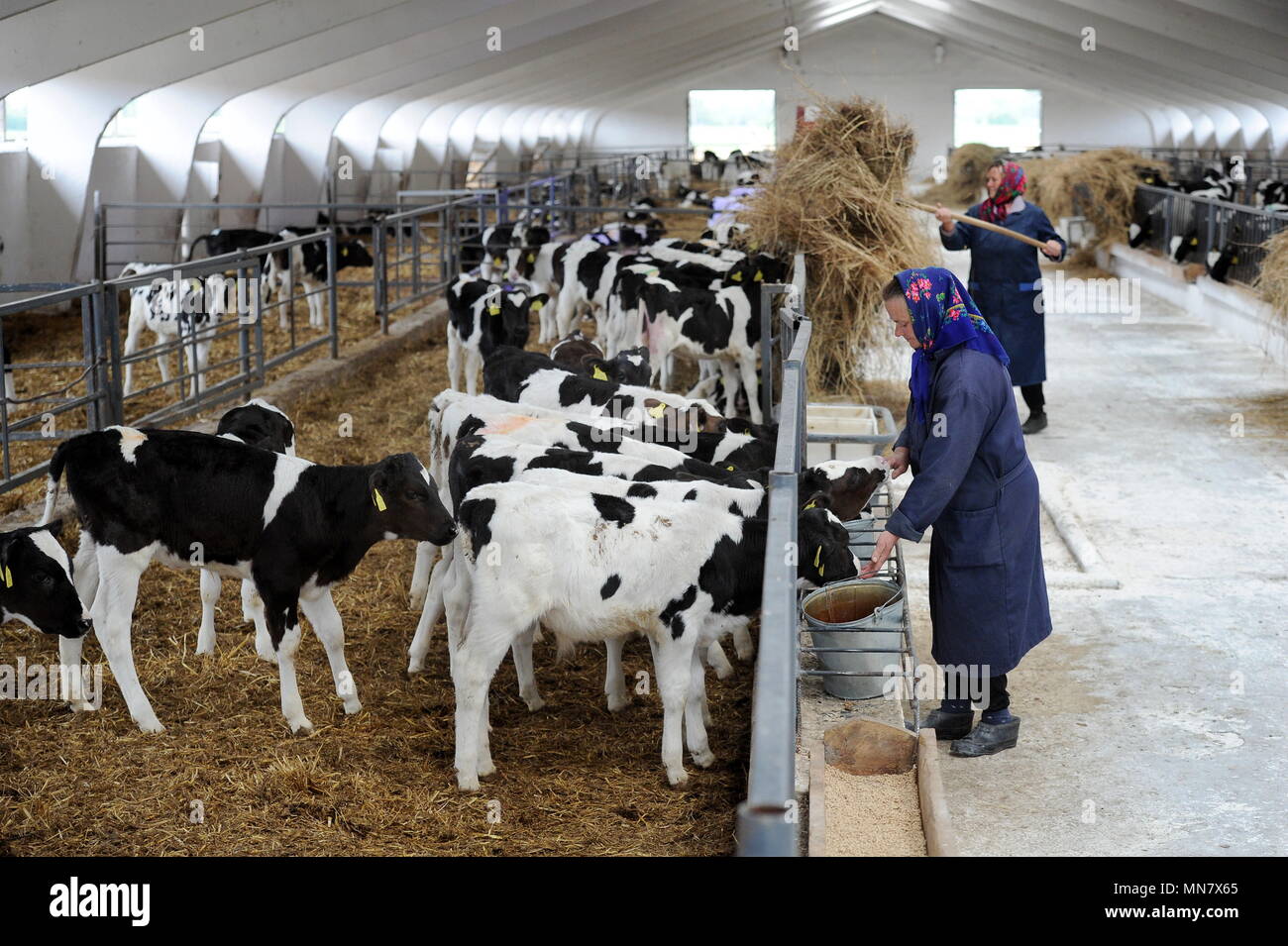 Milk Farm Belarus High Resolution Stock Photography and Images - Alamy