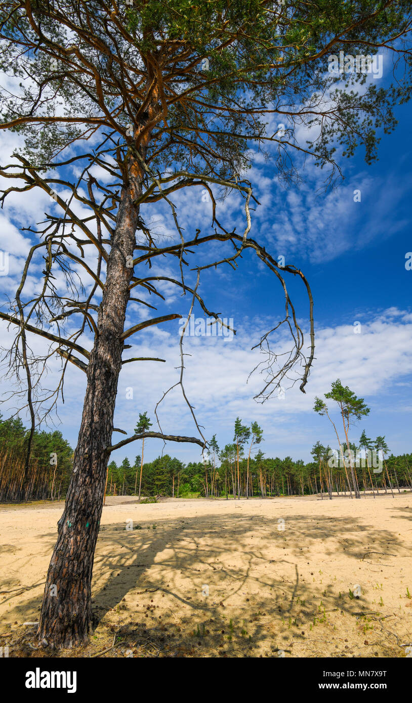 Bugk hi-res stock photography and images - Alamy