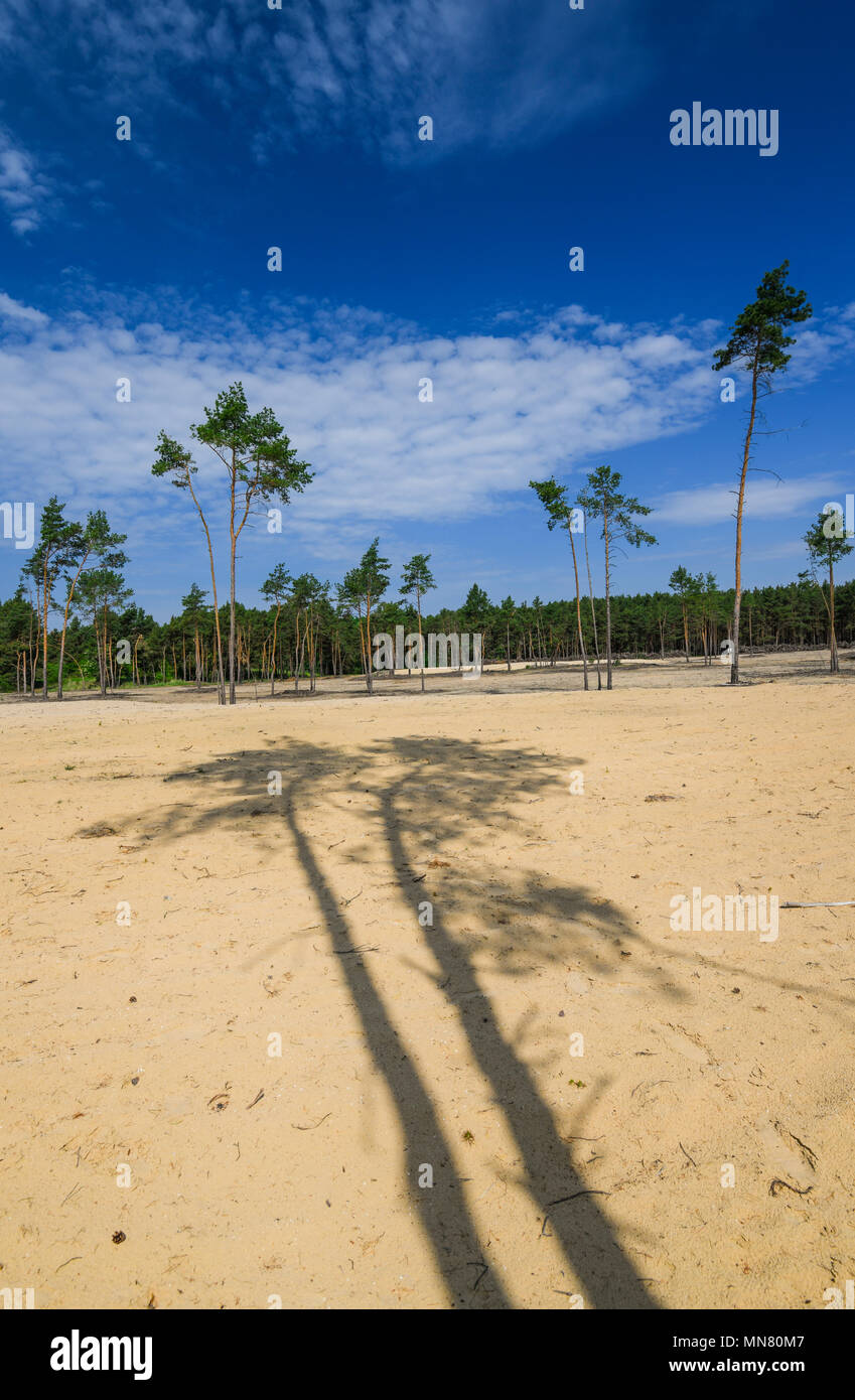 15 May 2018, Germany, Bugk: Pines casting shadows on a sandy open space ...