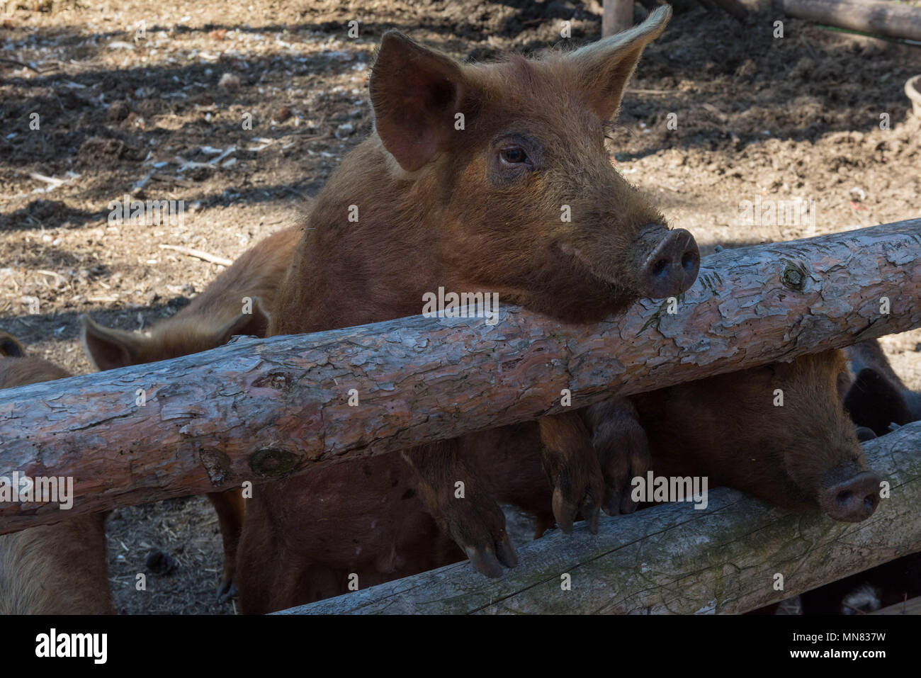 a farm raised pig from a small organic run farm in ontario canada ...