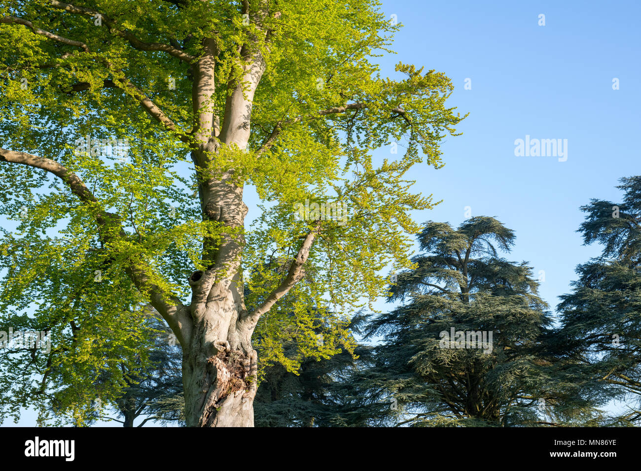 Old Beech tree in the morning sunlight in Blenheim park, Woodstock ...