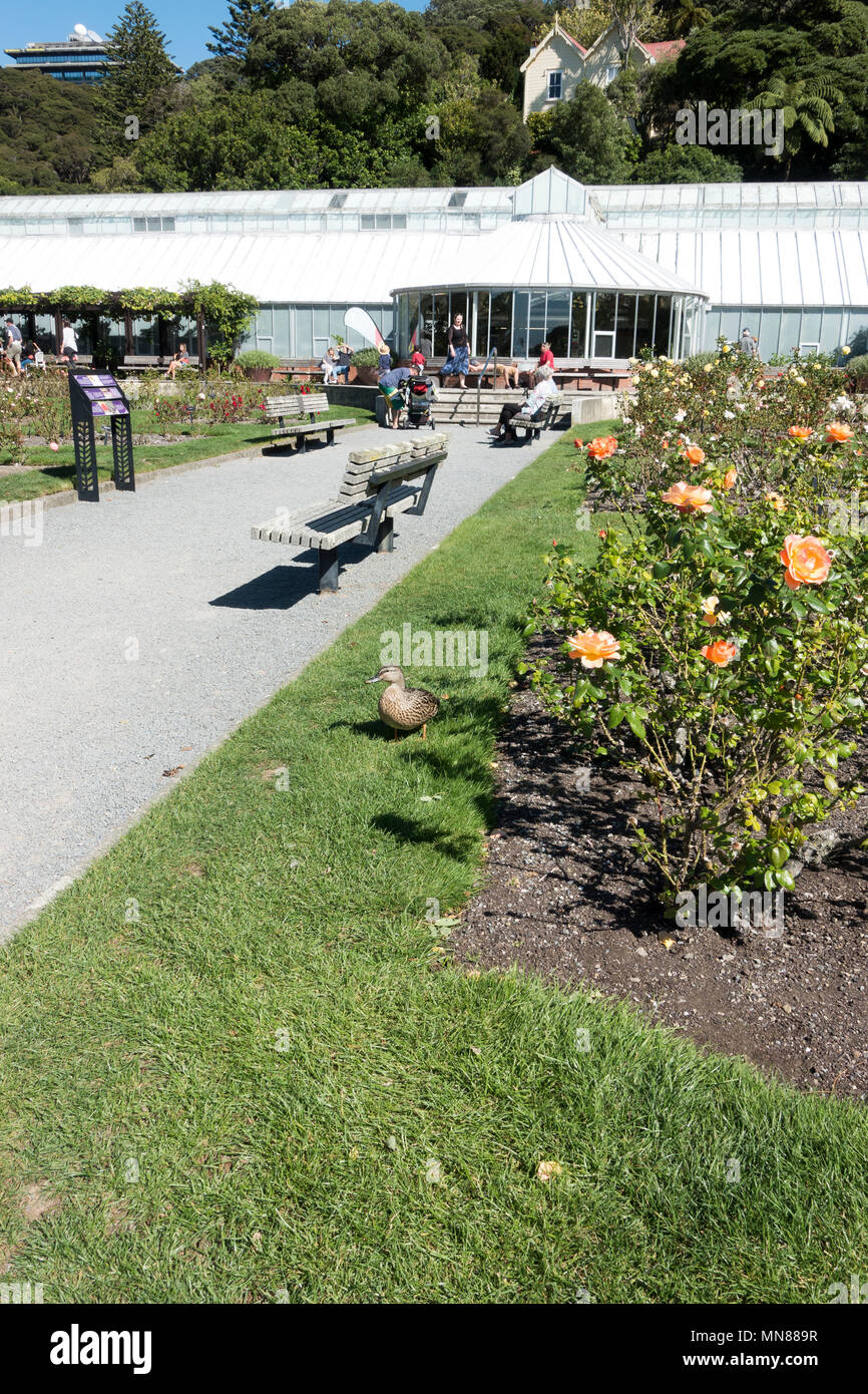 Lady norwood rose garden wellington hi-res stock photography and images ...