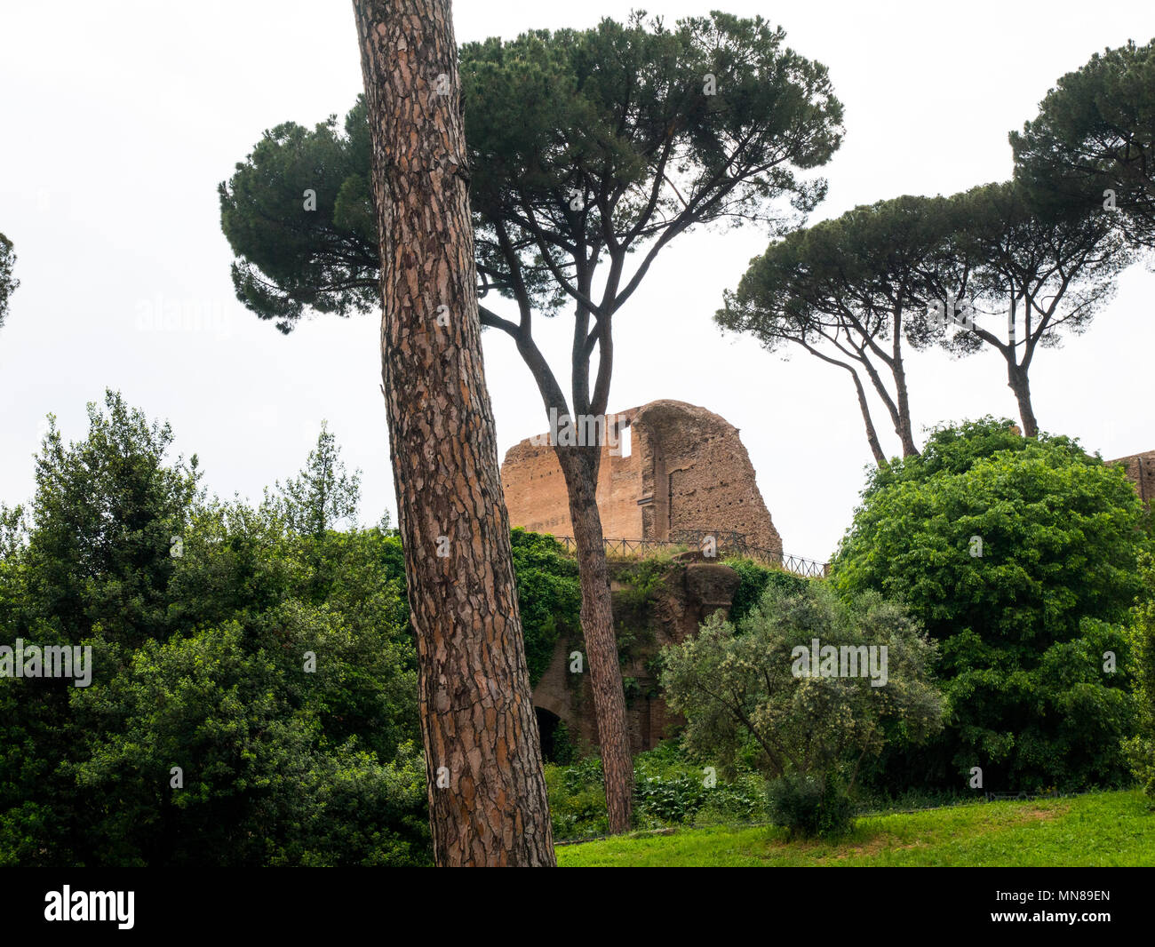 trees and bushes in the ruins in central Rome Stock Photo - Alamy