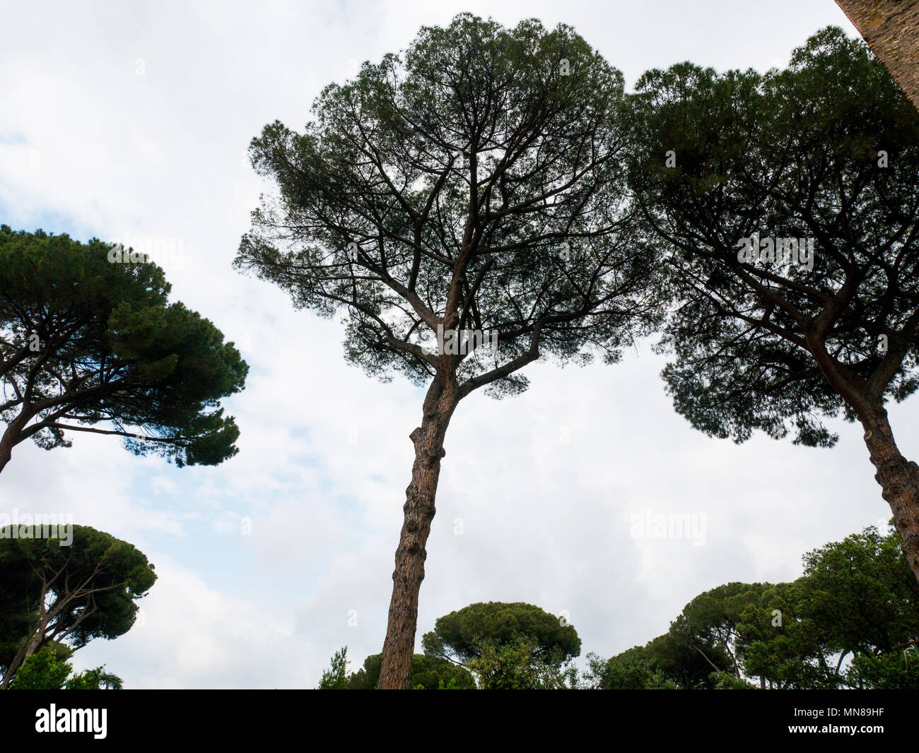 trees and bushes in the ruins in central Rome Stock Photo - Alamy