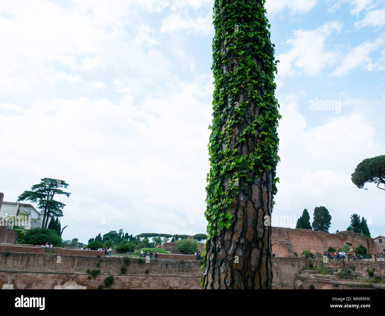 trees and bushes in the ruins in central Rome Stock Photo - Alamy