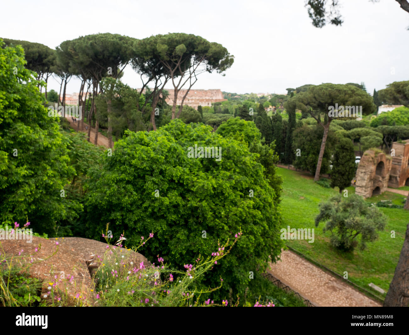 trees and bushes in the ruins in central Rome Stock Photo - Alamy