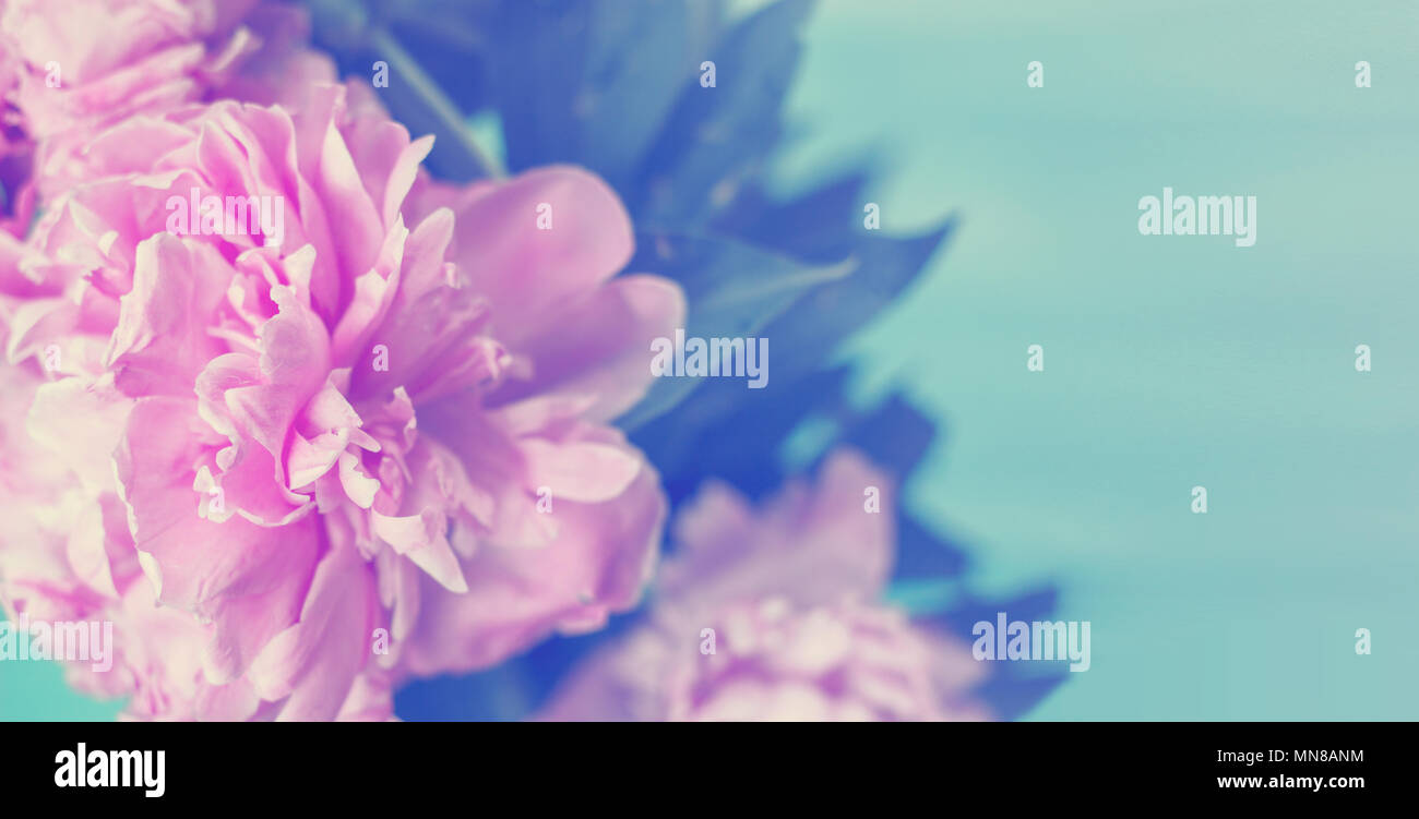Pink peony flowers background with white frame; floral/bridal ...