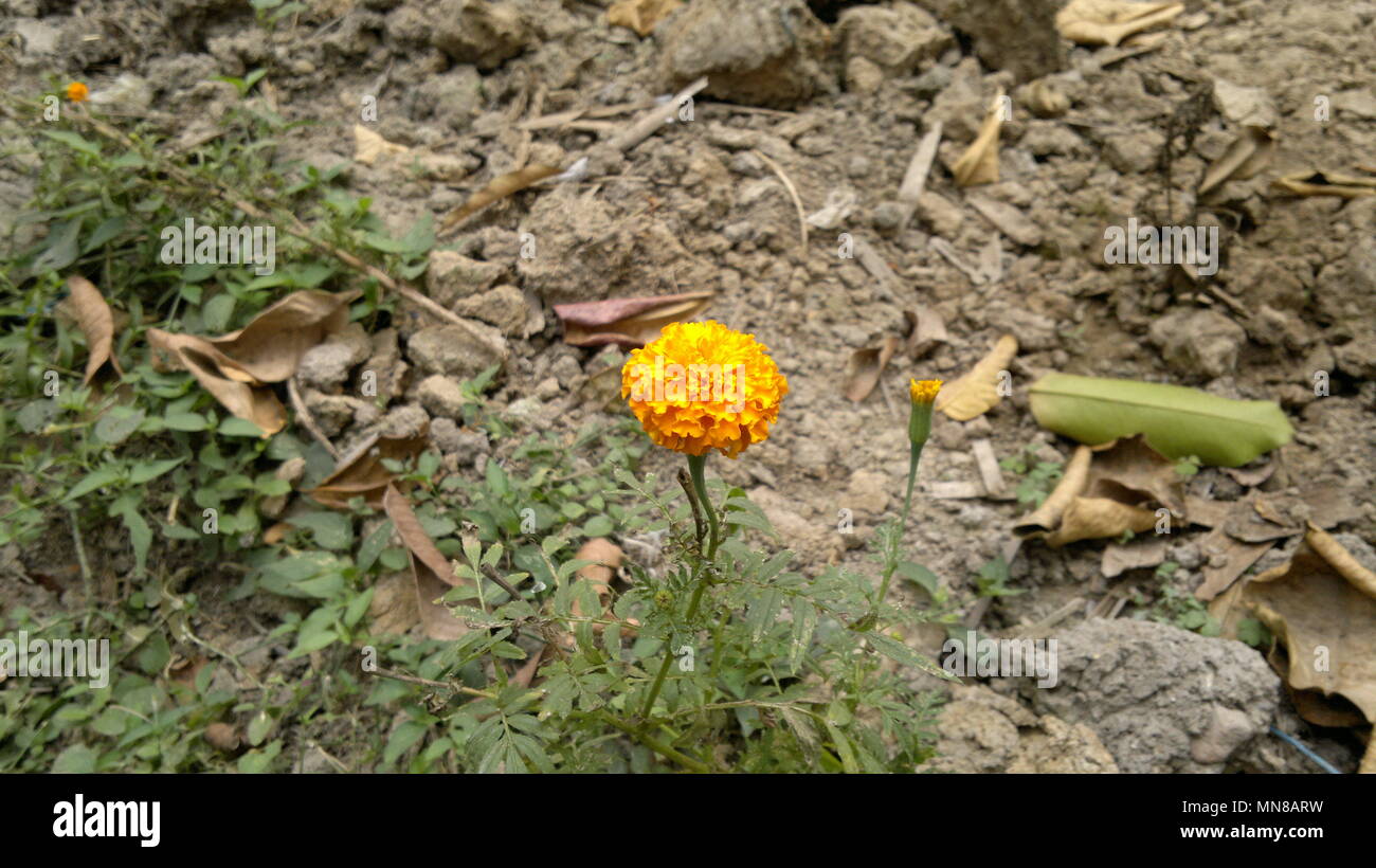 Alamy stock hi-res stock photography and images - Alamy