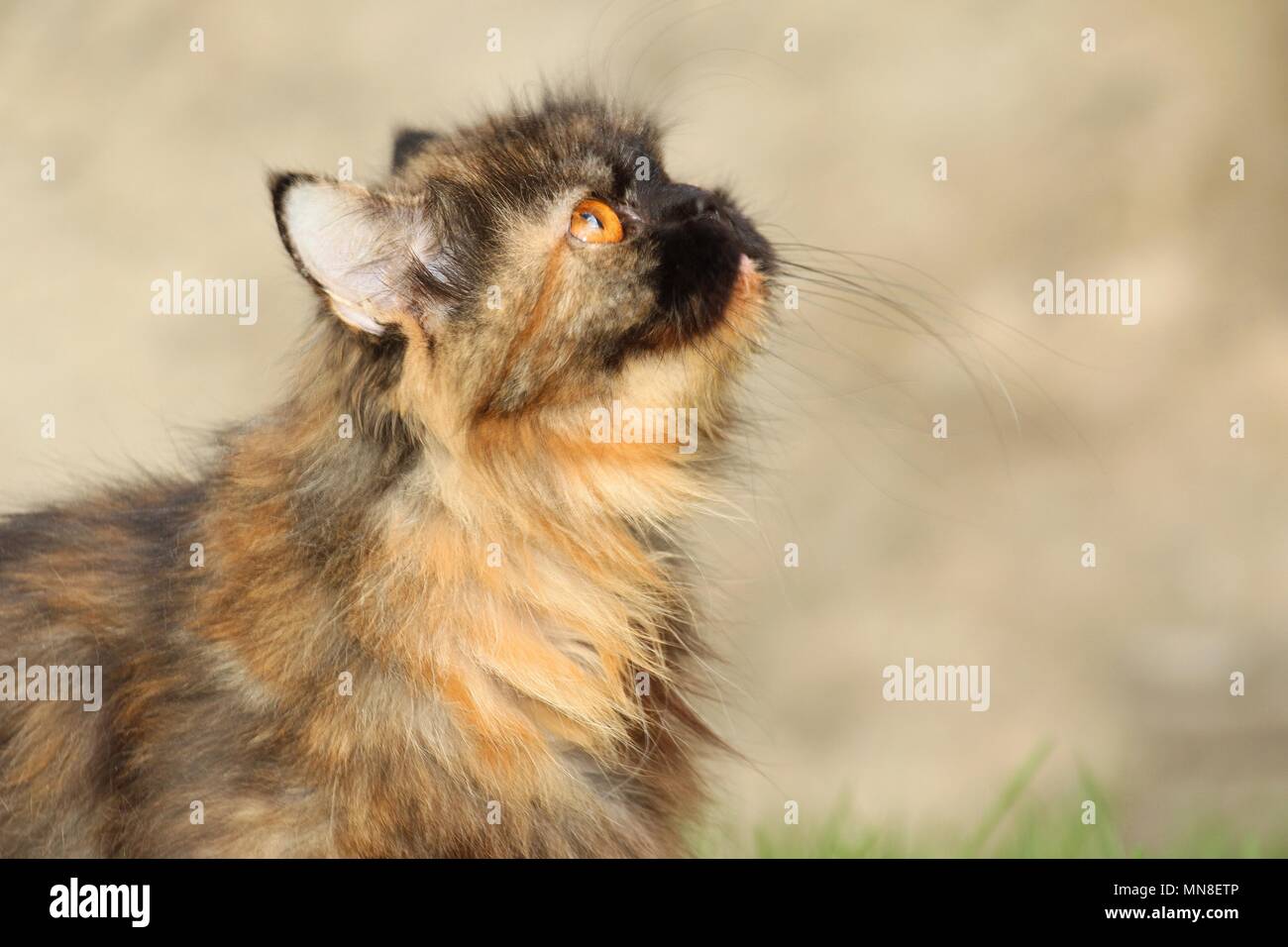 German Longhair Cat Portrait Stock Photo - Alamy