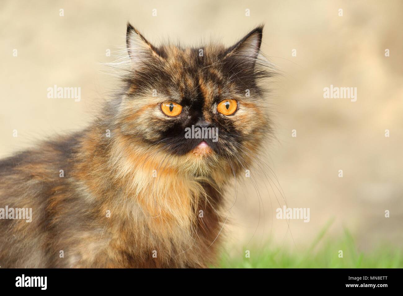 German Longhair Cat Portrait Stock Photo - Alamy