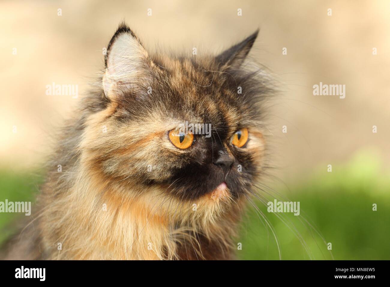 German Longhair Cat Portrait Stock Photo - Alamy