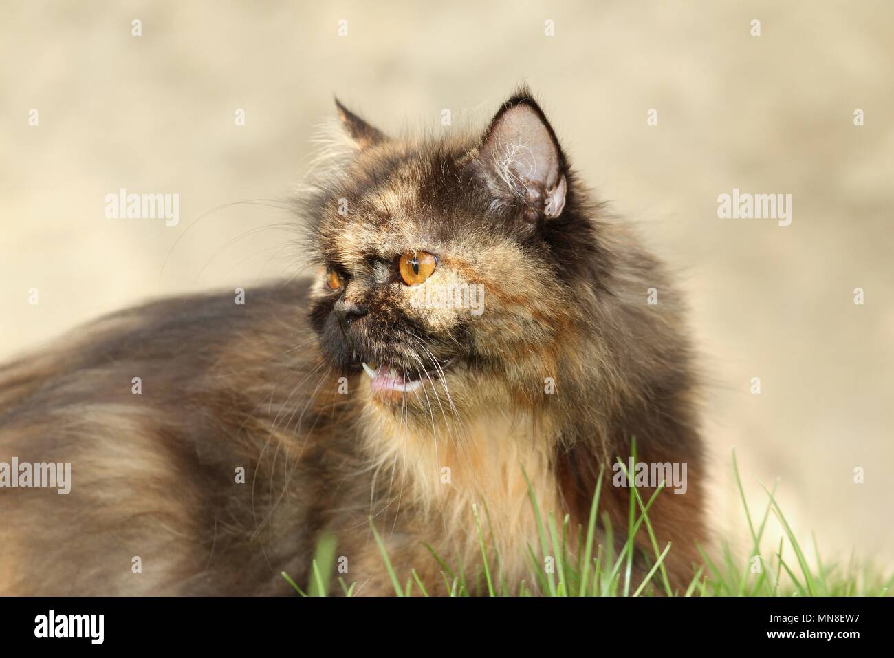 mewing German Longhair Cat Stock Photo - Alamy