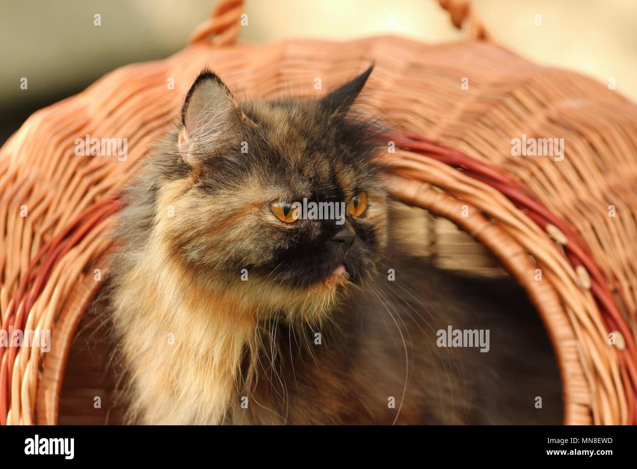 German Longhair Cat Portrait Stock Photo - Alamy