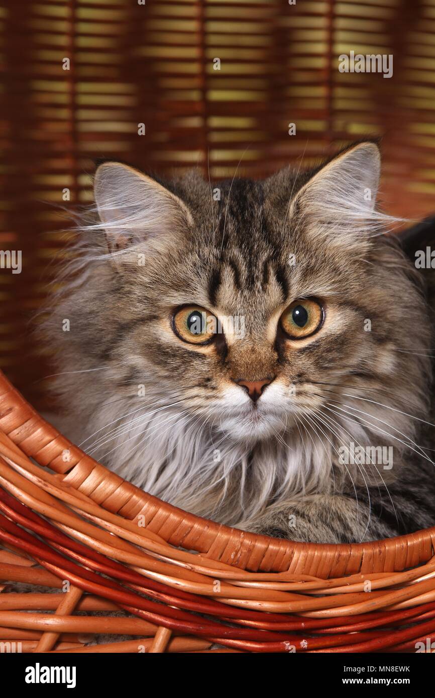 German Longhair Cat Portrait Stock Photo - Alamy