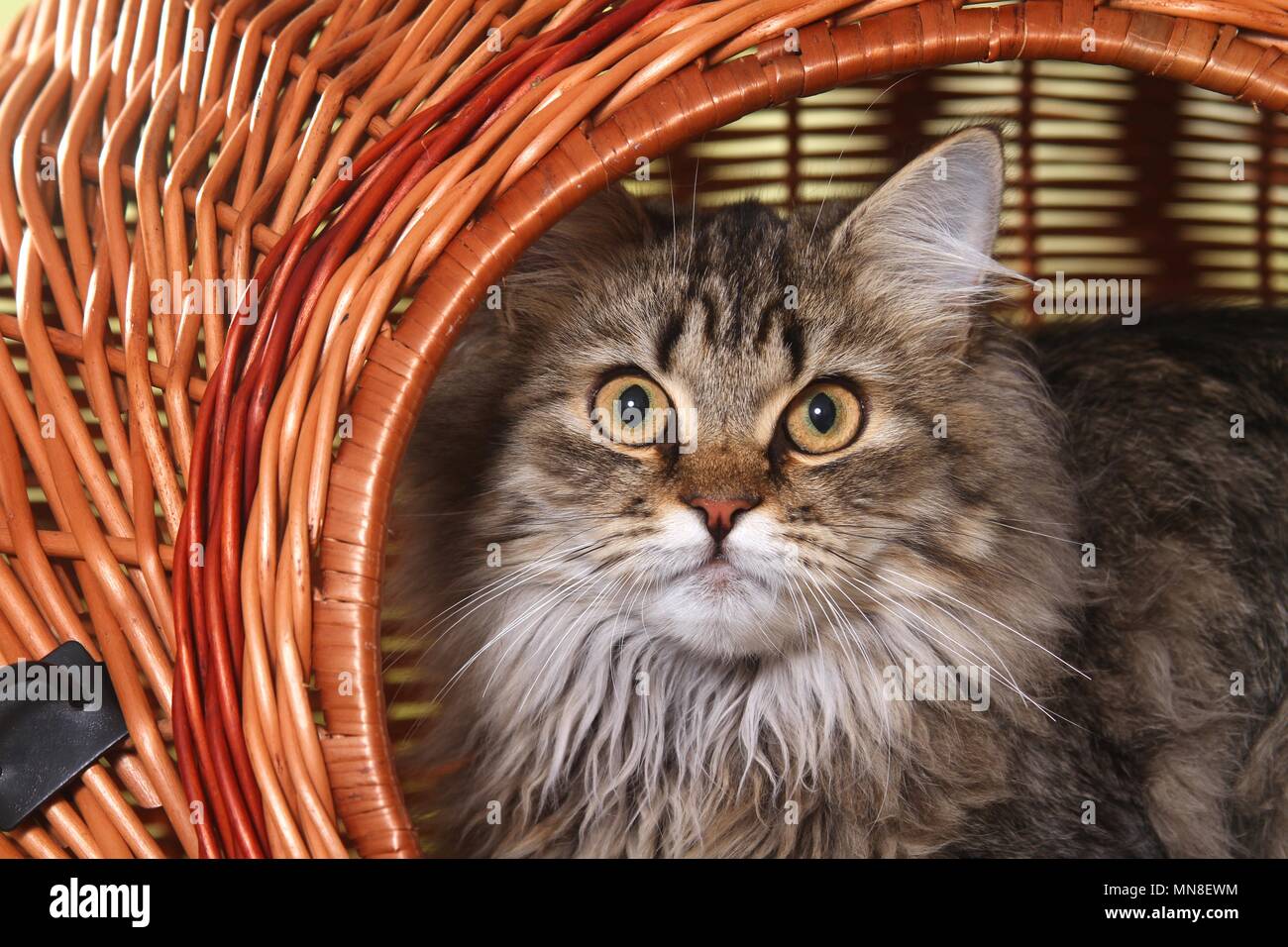 German Longhair Cat Portrait Stock Photo - Alamy