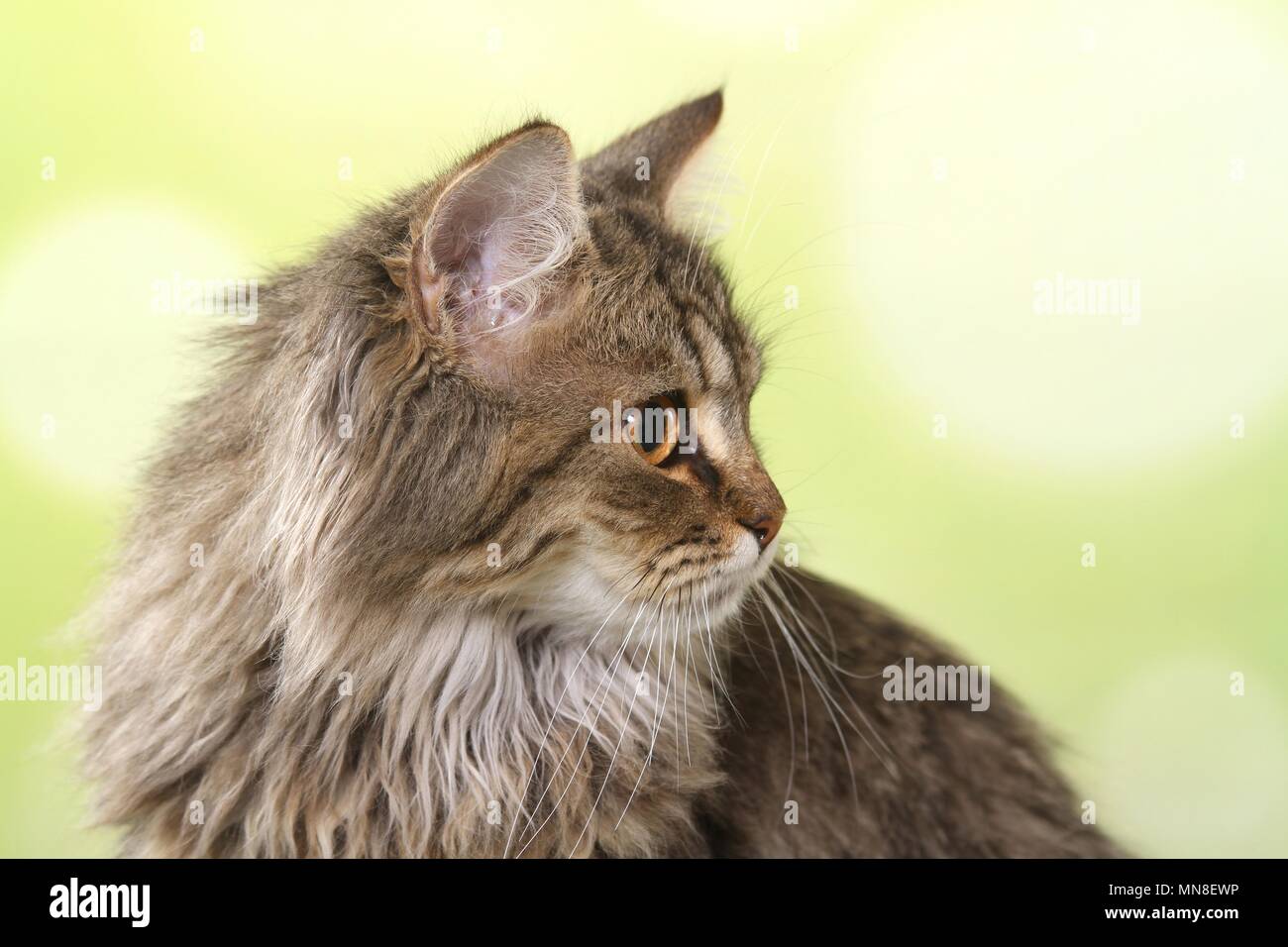 German Longhair Cat Portrait Stock Photo - Alamy