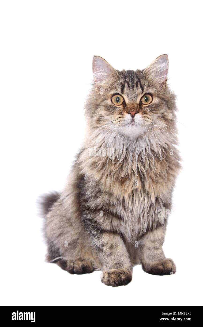 sitting German Longhair Cat Stock Photo - Alamy