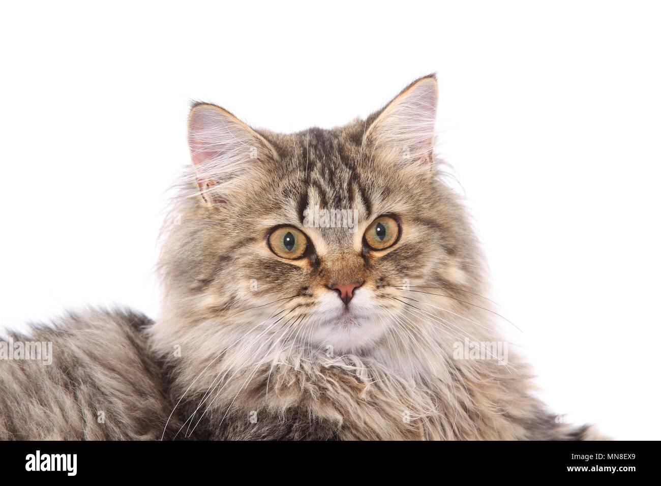 German Longhair Cat Portrait Stock Photo - Alamy