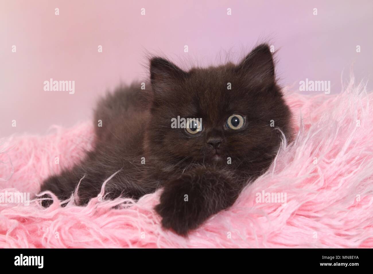 German longhair kitten hi-res stock photography and images - Alamy