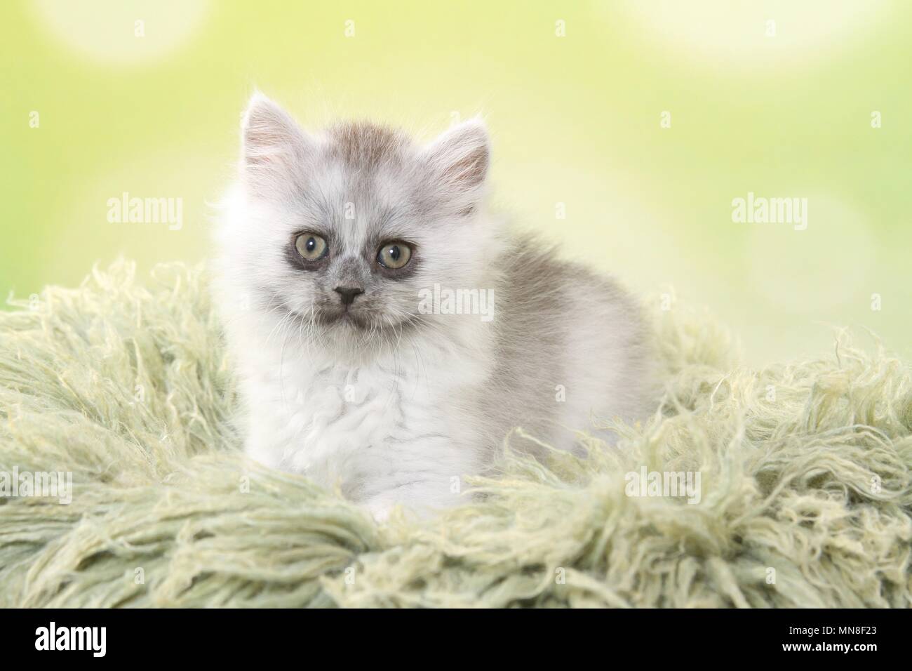 German Longhair Kitten Stock Photo - Alamy