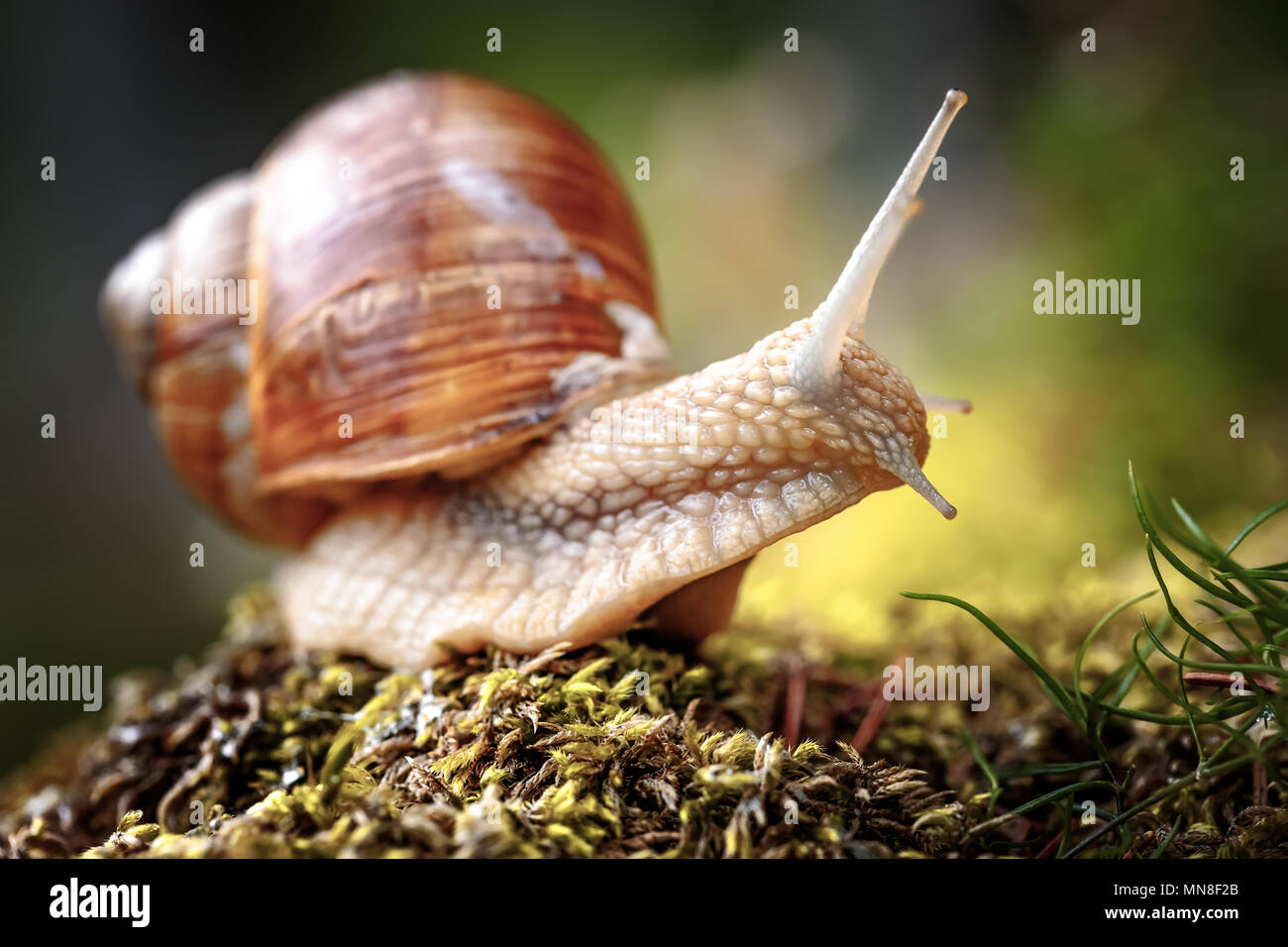 Helix pomatia also Roman snail, Burgundy snail, edible snail or ...