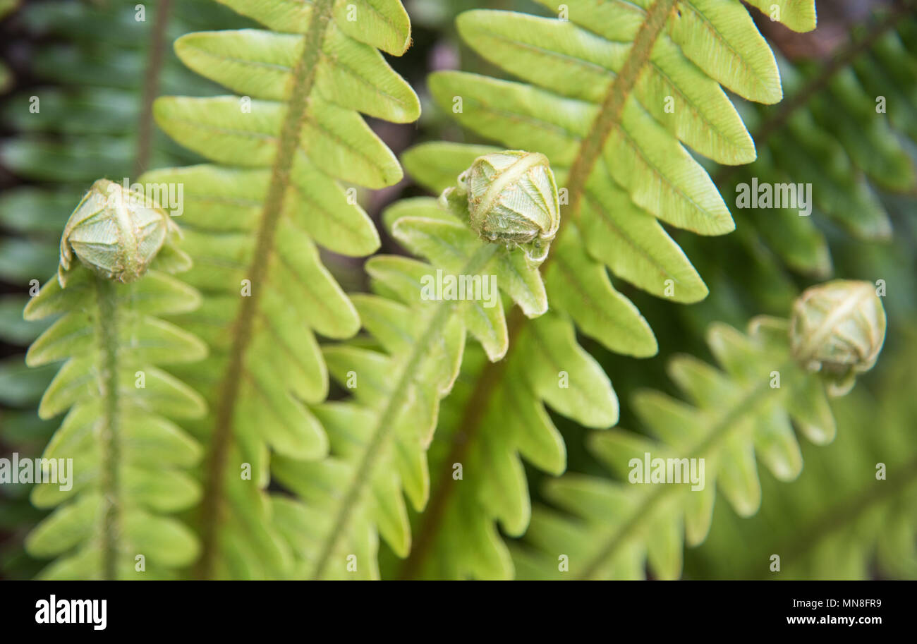 Detail of three unfurling fiddlehead fern in the Mt. Cargill forest in ...